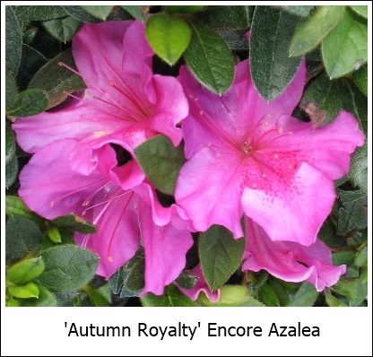 Azalea