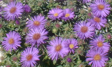 Aster