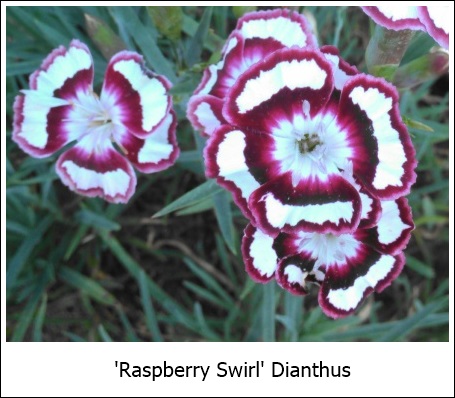 Dianthus