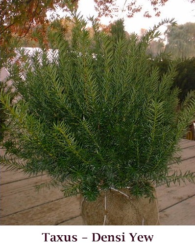 Taxus – densiformus (Densi Yew) – Riggins Nursery, LLC