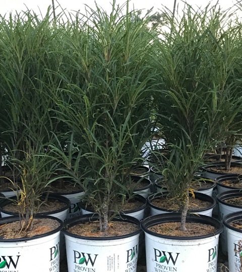 Rhamnus – Fine Line® (PP14791) – Riggins Nursery, LLC