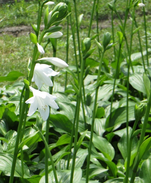 Hosta – Royal Standard – Riggins Nursery, LLC