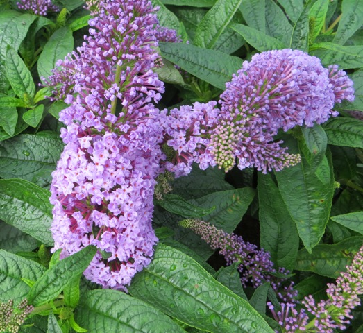Buddleia (Butterfly Bush) – Pugster Amethyst® (PP30236) – Riggins ...