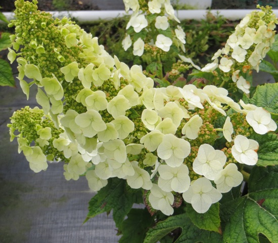 Hydrangea – quercifolia (Oakleaf) – Ruby Slippers – Riggins Nursery, LLC
