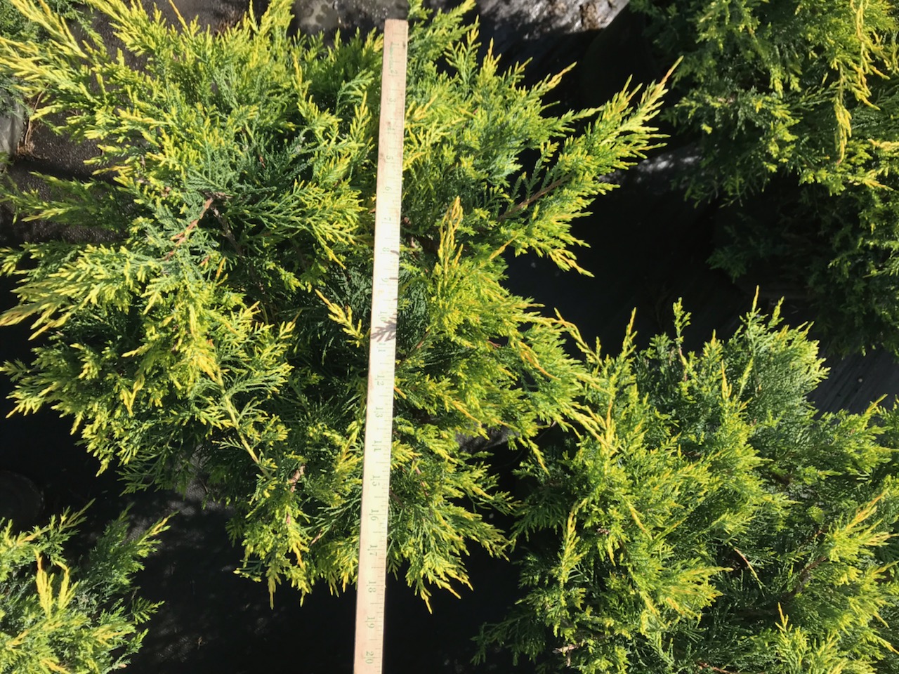 Juniper – pfitzeriana – Gold Tip – Riggins Nursery, LLC