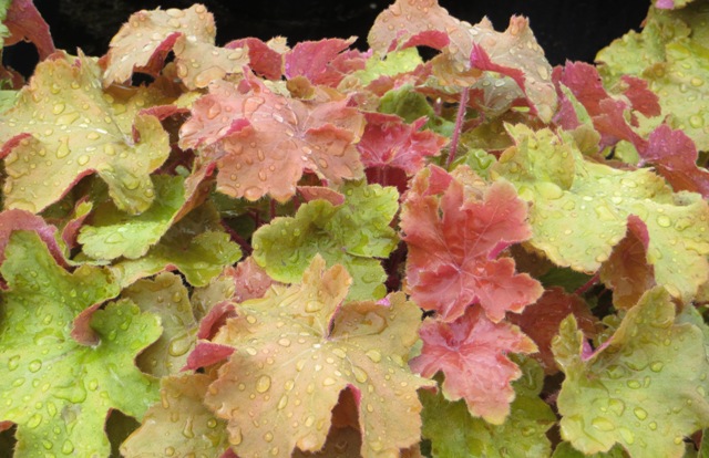 Heuchera – Caramel (PP16560) – Riggins Nursery, LLC