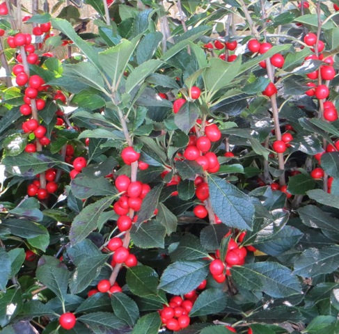 Ilex (Holly) – verticillata – Red Sprite – Riggins Nursery, LLC