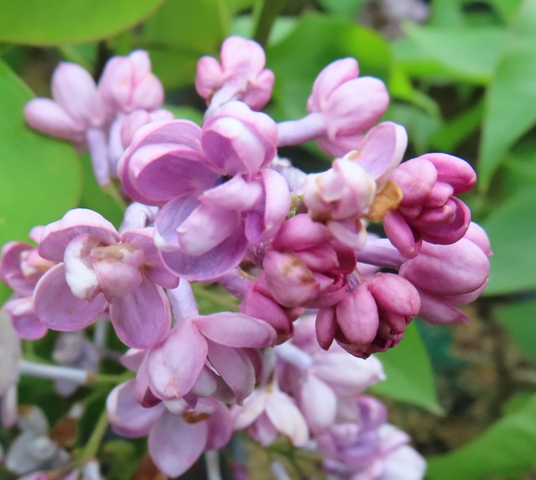 Syringa (Lilac) – Scentara® Double Blue (PPAF) – Riggins Nursery, LLC