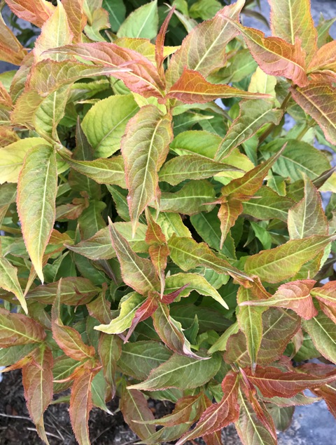 Diervilla – Kodiak® Orange – Riggins Nursery, LLC