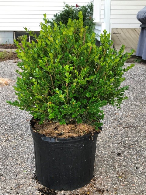 Winter Gem Boxwood Shrubs
