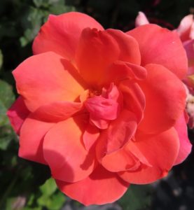Rose – The Coral Knock Out® (PP19803) (Disease Resistant Shrub ...