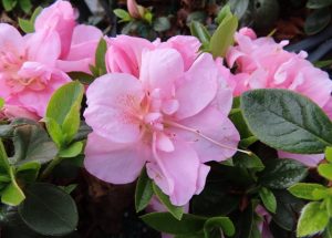 Azalea (Rhododendron) – Perfecto Mundo® Double Pink (PPAF) – Riggins ...