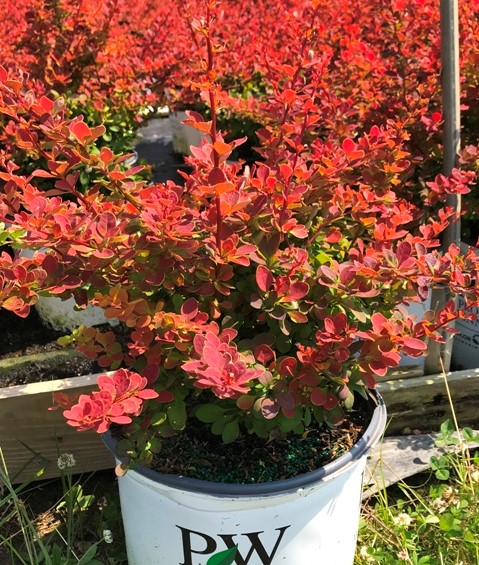 Barberry – Sunjoy® Tangelo (PP26546) – Riggins Nursery, LLC