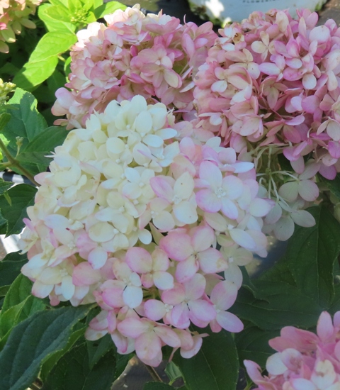 Hydrangea – paniculata – Little Lime® (PP22330) – Riggins Nursery, LLC