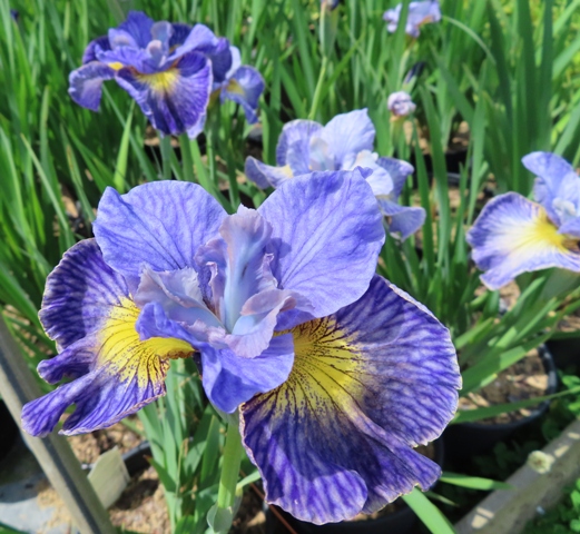 Iris – Cape Cod Boys – Riggins Nursery, LLC
