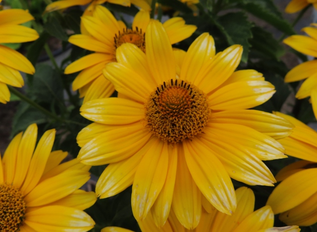Heliopsis – Tuscan Gold™ (PPAF) – Riggins Nursery, LLC
