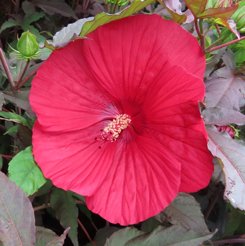 Hibiscus – Midnight Marvel (PP24079) – Riggins Nursery, LLC