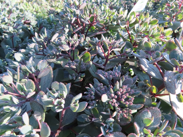 Sedum – Rock ‘N Round® ‘Superstar’ (PP31547) – Riggins Nursery, LLC