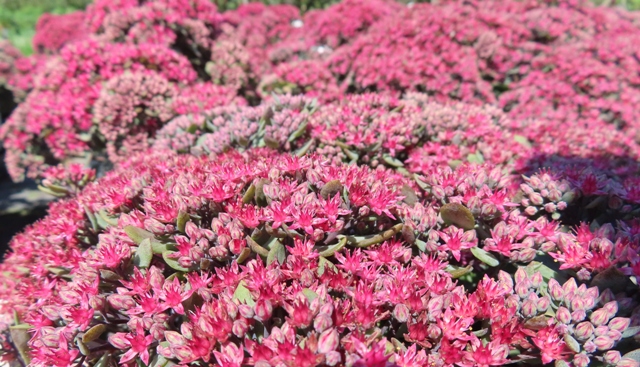 Sedum – Rock ‘N Round® ‘Superstar’ (PP31547) – Riggins Nursery, LLC